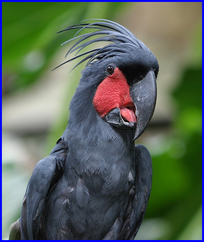 Black Palm Cockatoo Black Palm Cockatoo